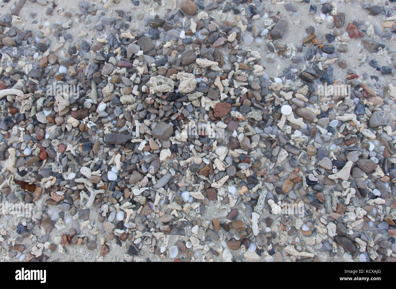Broken shell on beach hi-res stock photography and images - Alamy