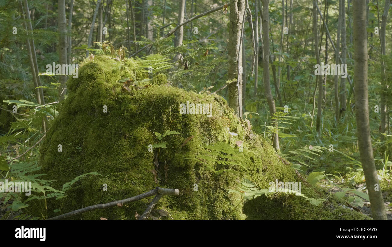 Old tree stump covered with moss in the coniferous forest, beautiful ...