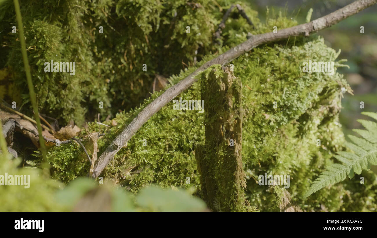 Beautiful green moss in the sunlight. Moss grows on the tree, beautiful ...