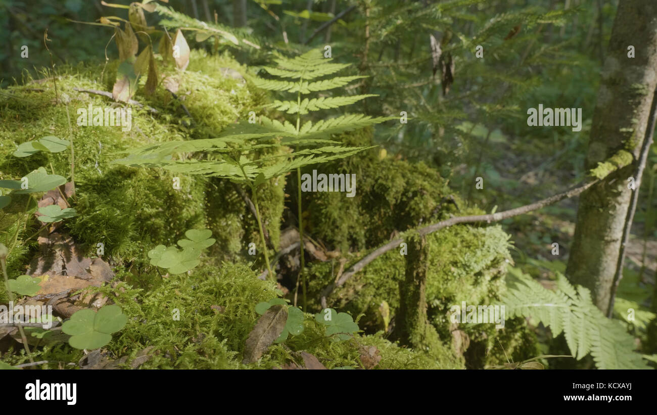 Beautiful green moss in the sunlight. Moss grows on the tree, beautiful ...