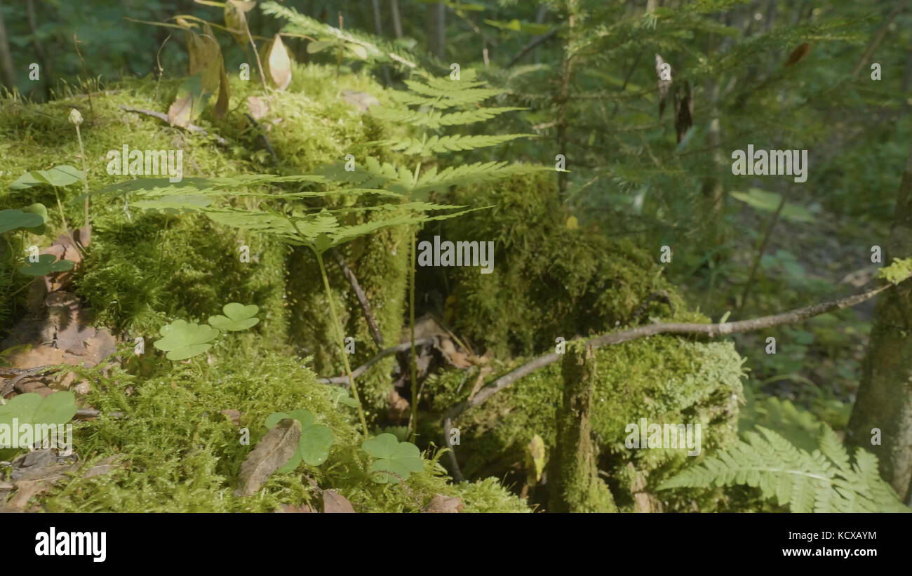 Beautiful green moss in the sunlight. Moss grows on the tree, beautiful ...