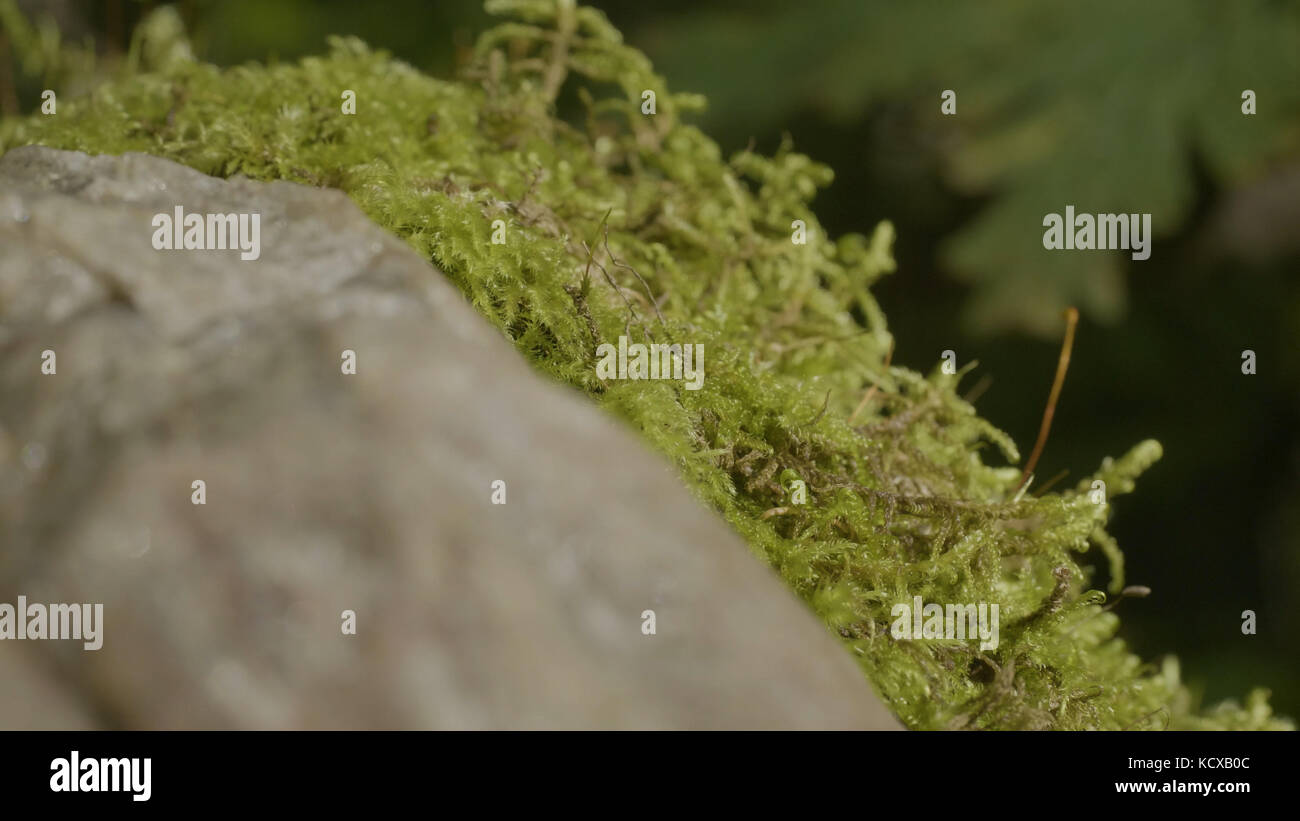 Beautiful green moss in the sunlight. Moss grows on the tree, beautiful ...