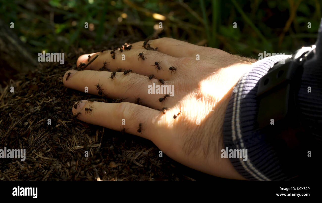 Ant body part hi-res stock photography and images - Alamy