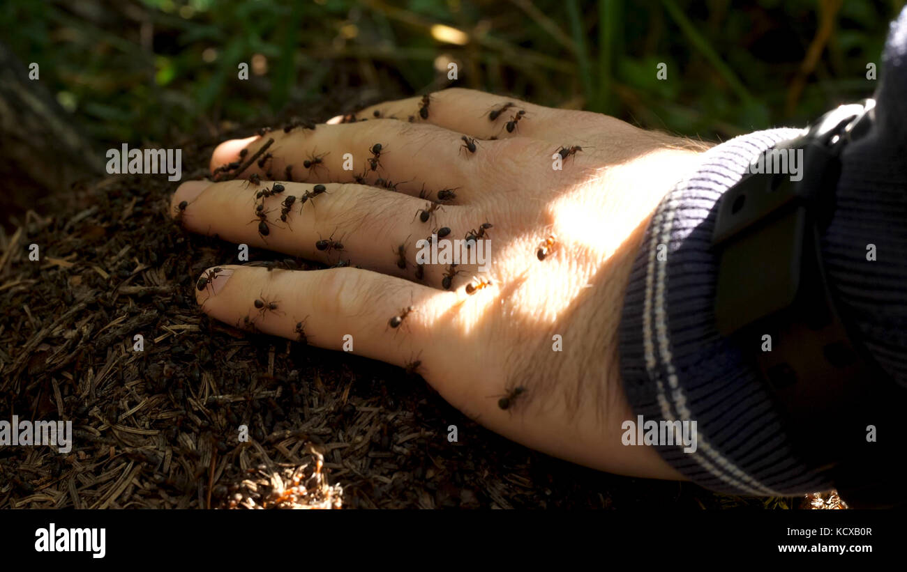 Mans hand swarm ants little hi-res stock photography and images - Alamy