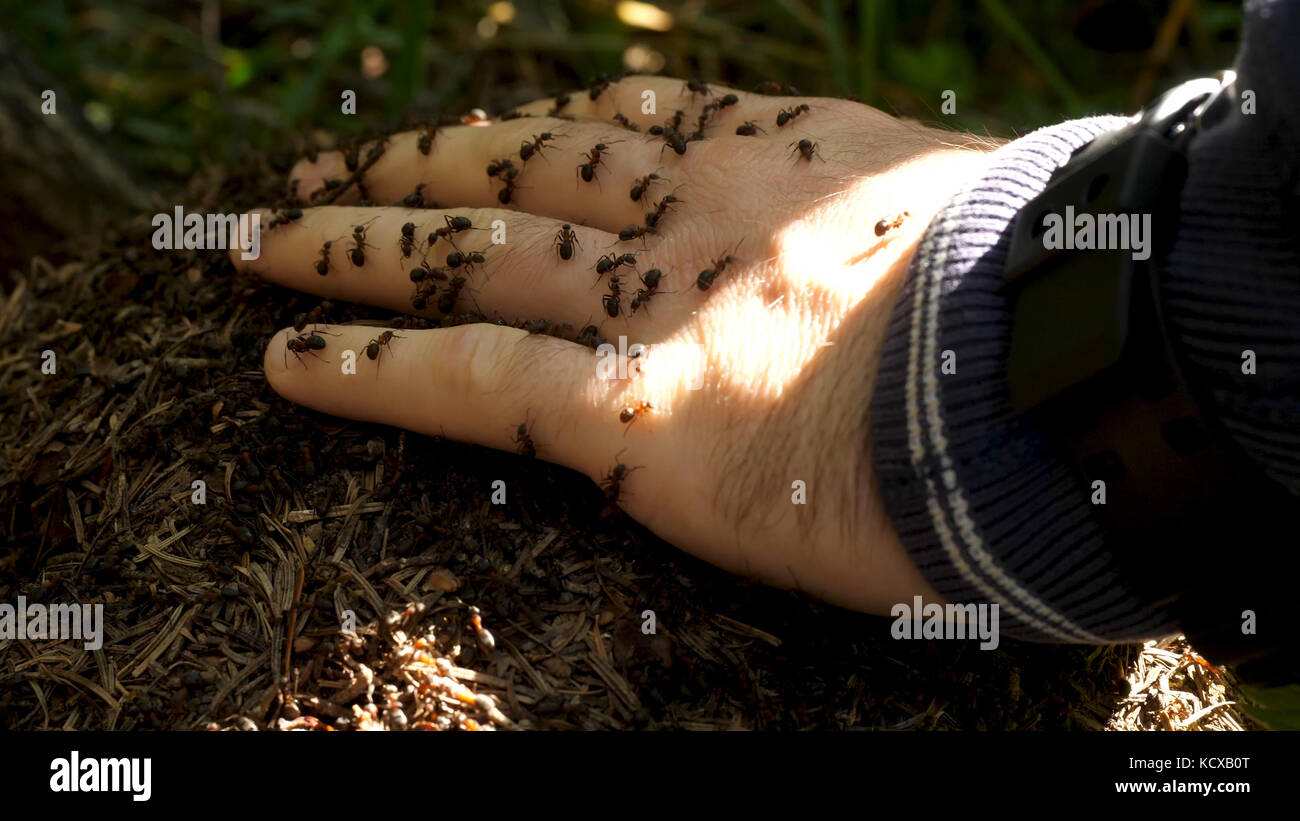 Ants on a hand hi-res stock photography and images - Alamy