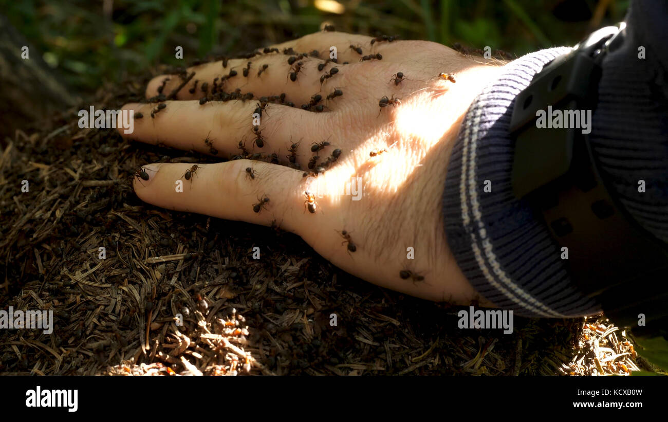 Mans hand swarm ants little hi-res stock photography and images - Alamy