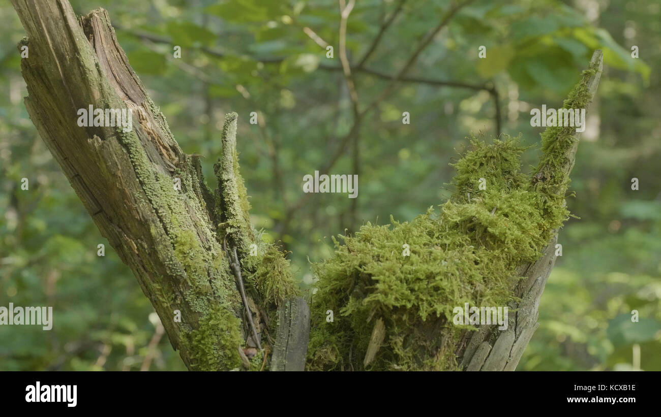Beautiful green moss in the sunlight. Moss grows on the tree, beautiful ...
