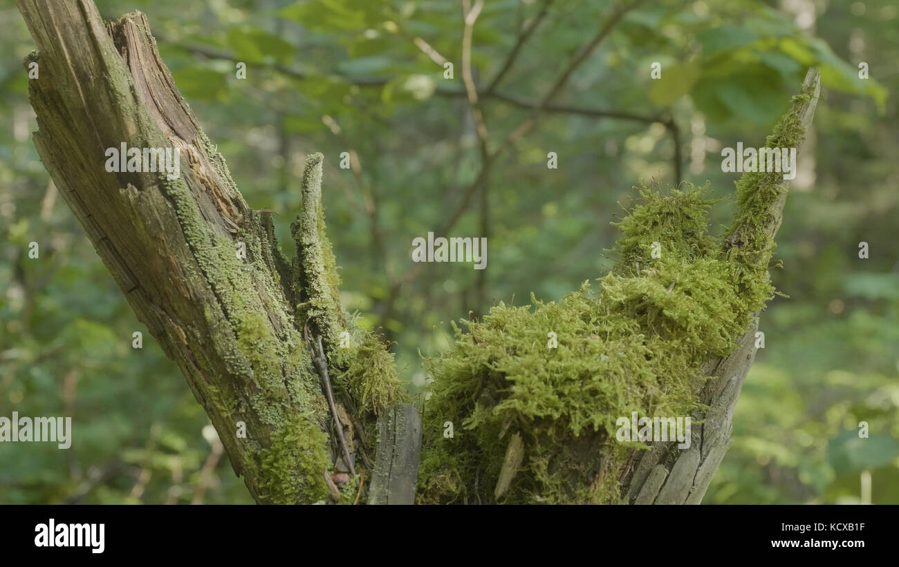 Beautiful green moss in the sunlight. Moss grows on the tree, beautiful ...