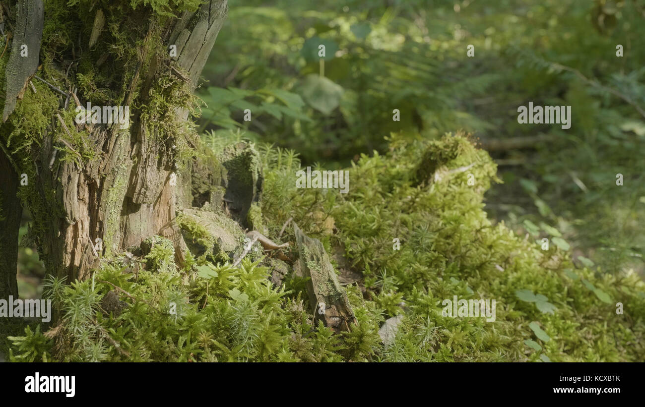 Beautiful green moss in the sunlight. Moss grows on the tree, beautiful ...