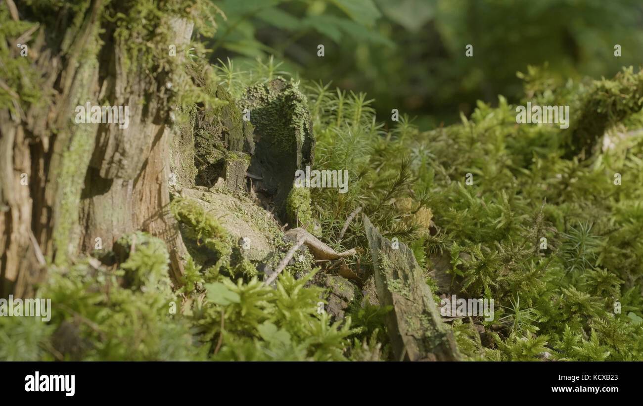 Beautiful green moss in the sunlight. Moss grows on the tree, beautiful ...
