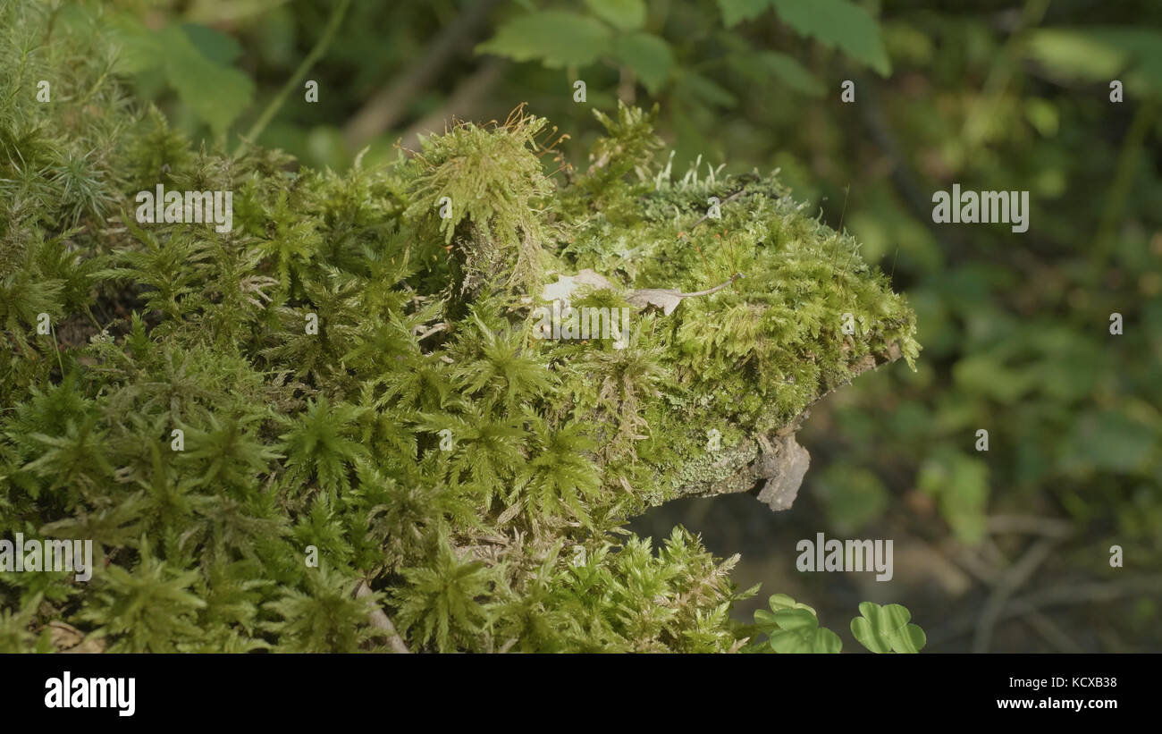 Beautiful green moss in the sunlight. Moss grows on the tree, beautiful ...