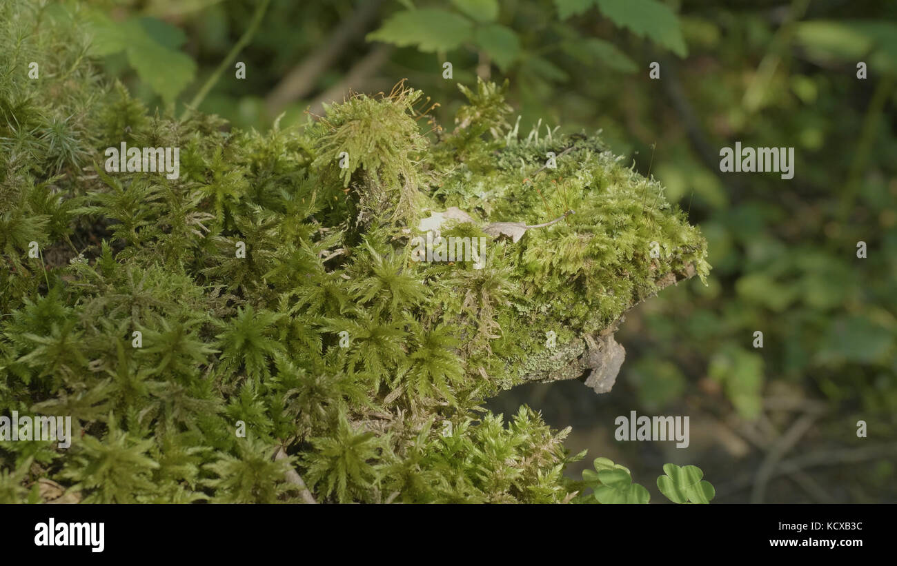 Beautiful green moss in the sunlight. Moss grows on the tree, beautiful ...