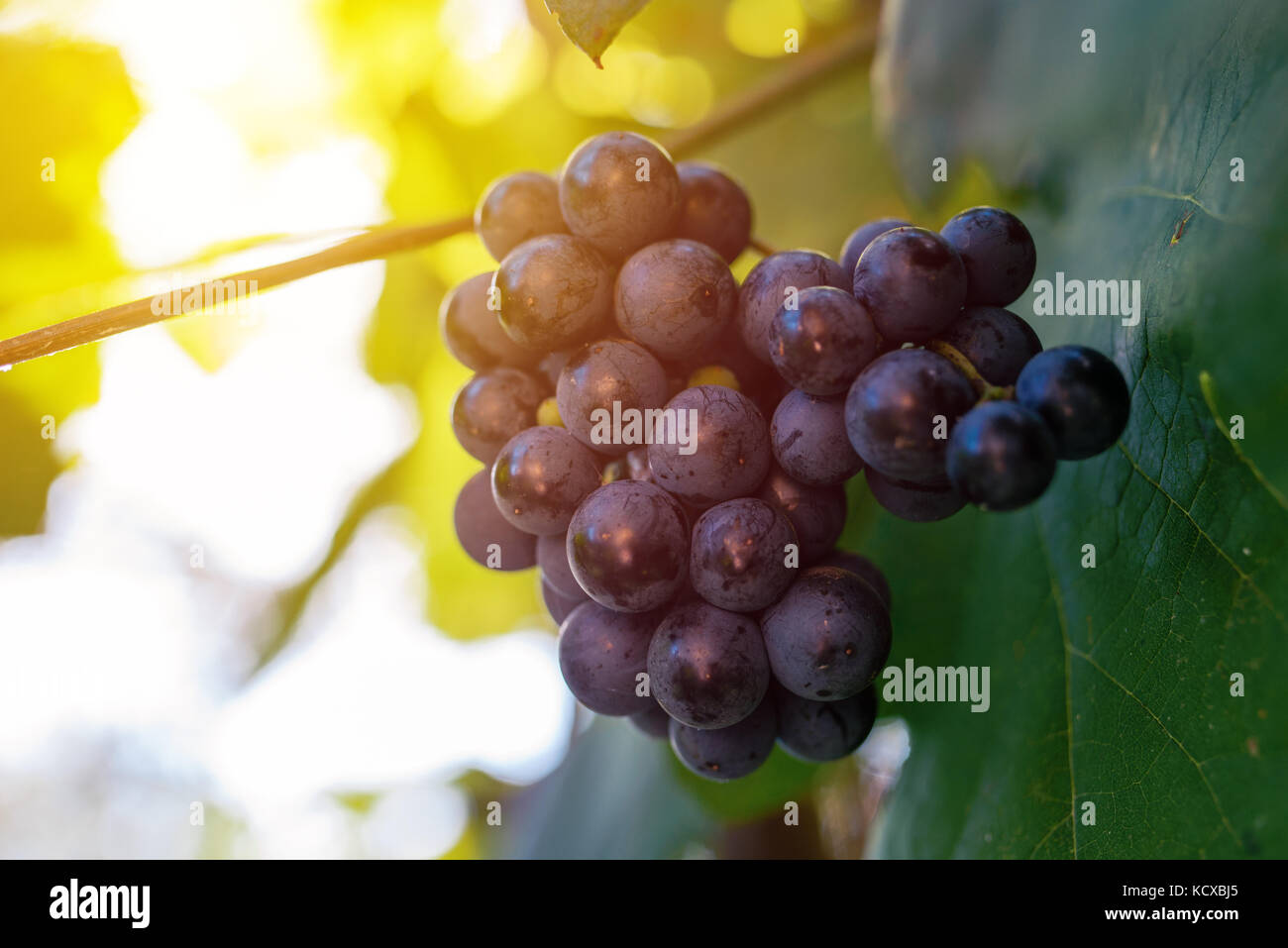 Grapes gathering hi-res stock photography and images - Alamy
