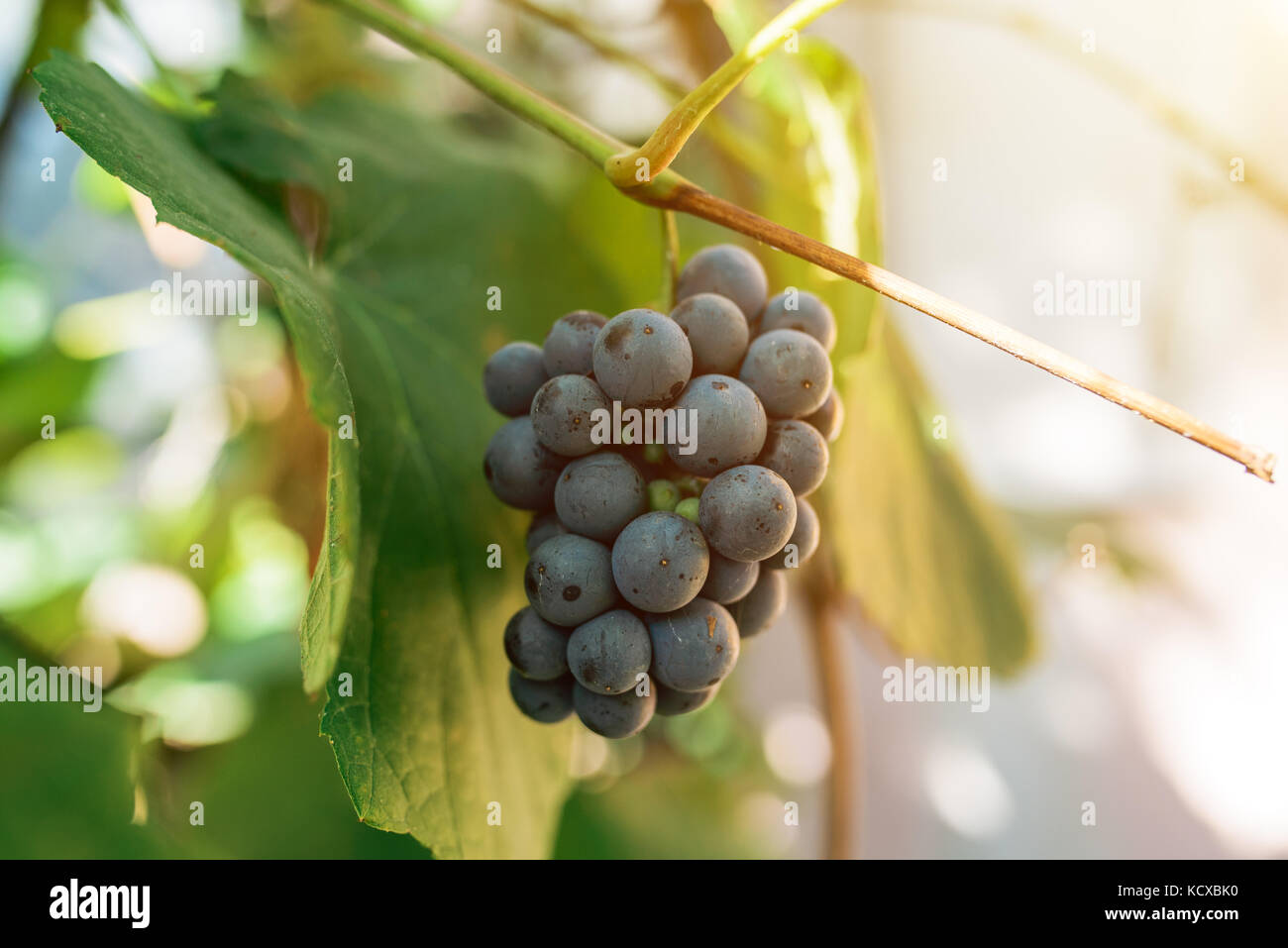Ripe grapes in vineyard ready for harvesting or gathering Stock Photo ...