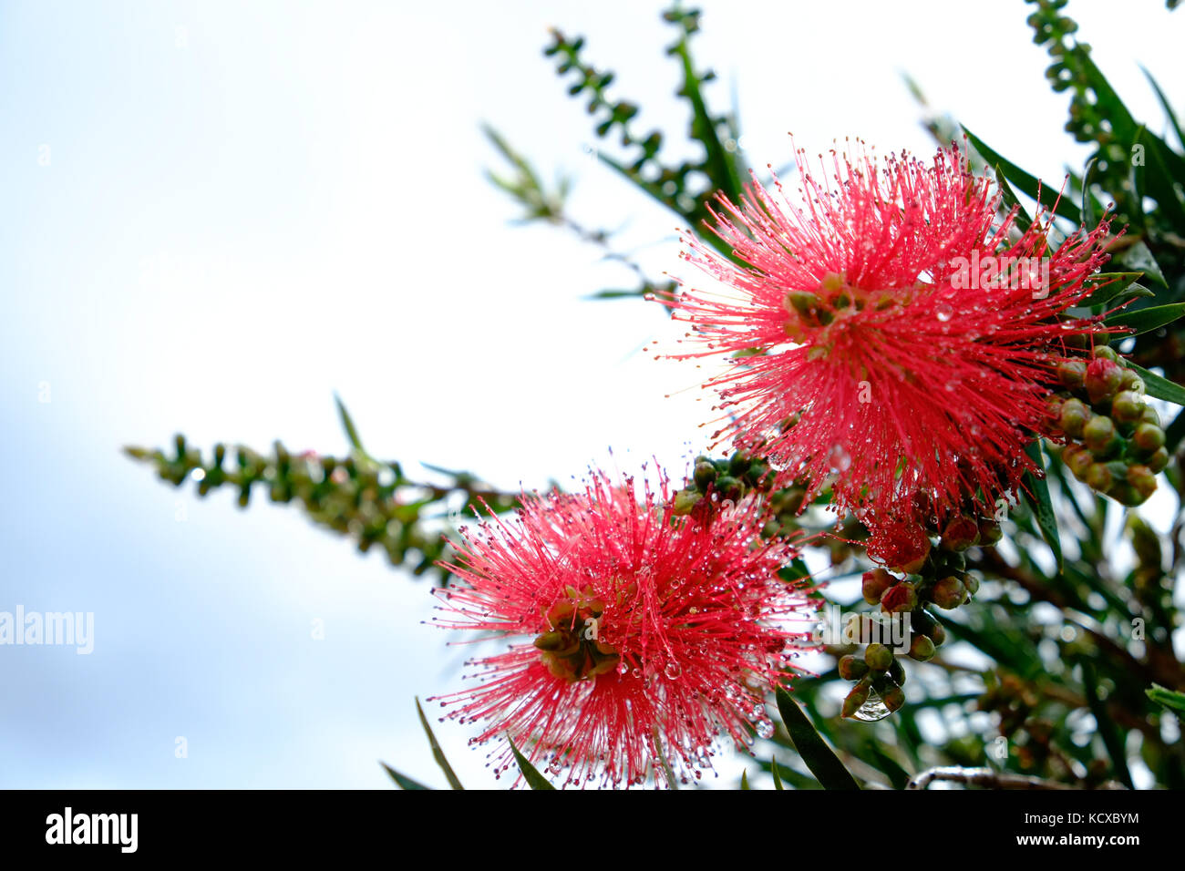 Plant with red threads and rain droplets Stock Photo - Alamy