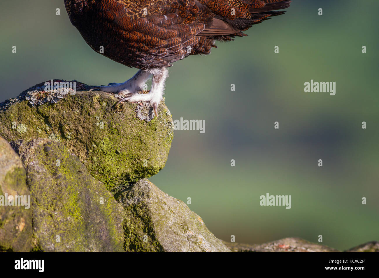 Feathered legs hi-res stock photography and images - Alamy