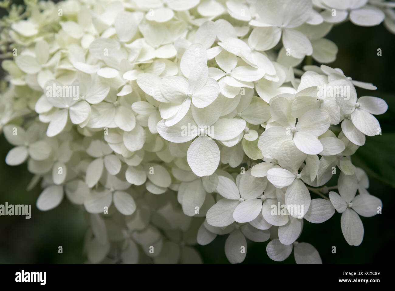 Close up white hydrangea blossoms annabelle (hydrangea arborescens ...