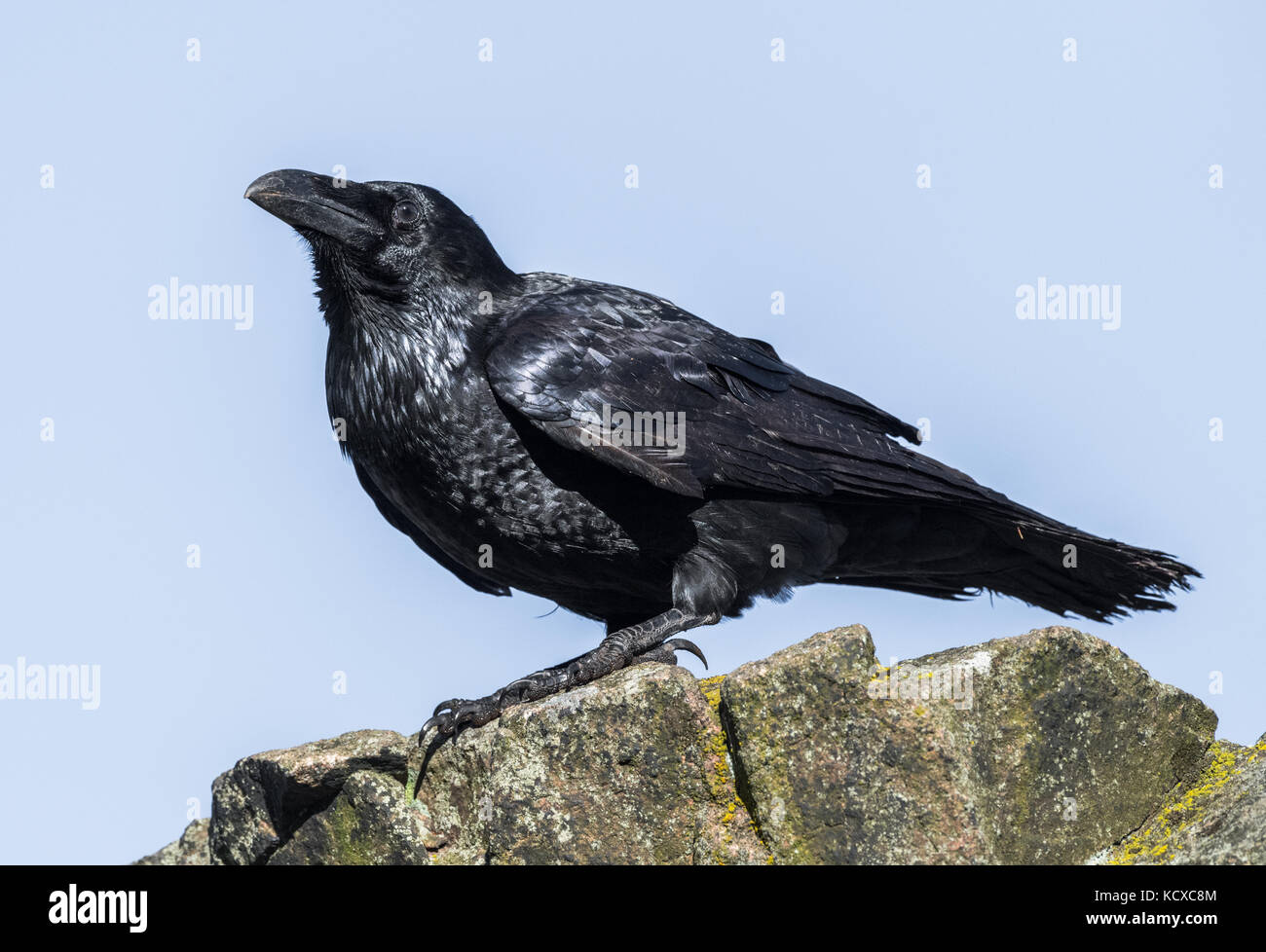 Largest bird hi-res stock photography and images - Alamy