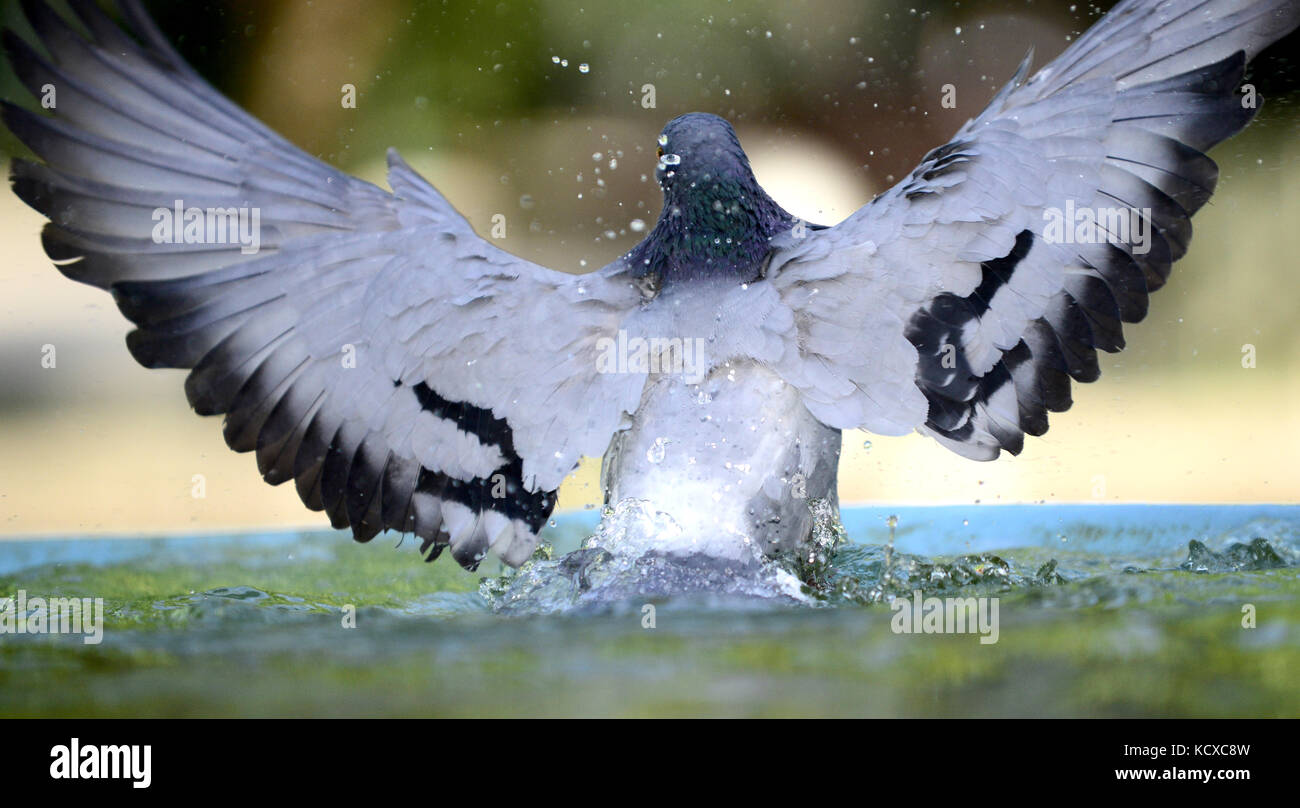 Pigeon drinking and playing water in the fountain, image of a Stock ...