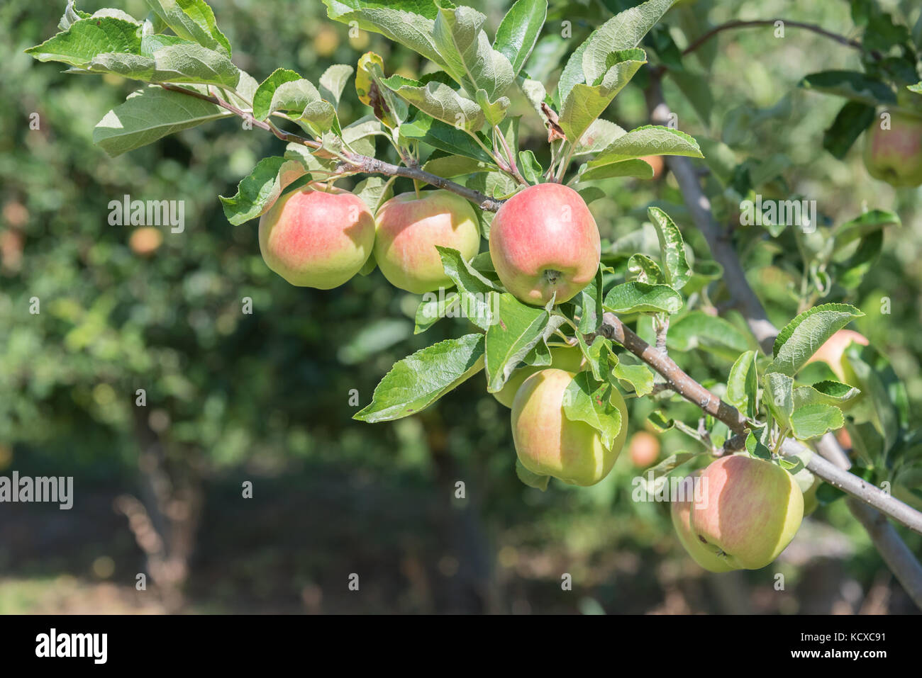 Okanagan apples ripe in orchard hi-res stock photography and images - Alamy