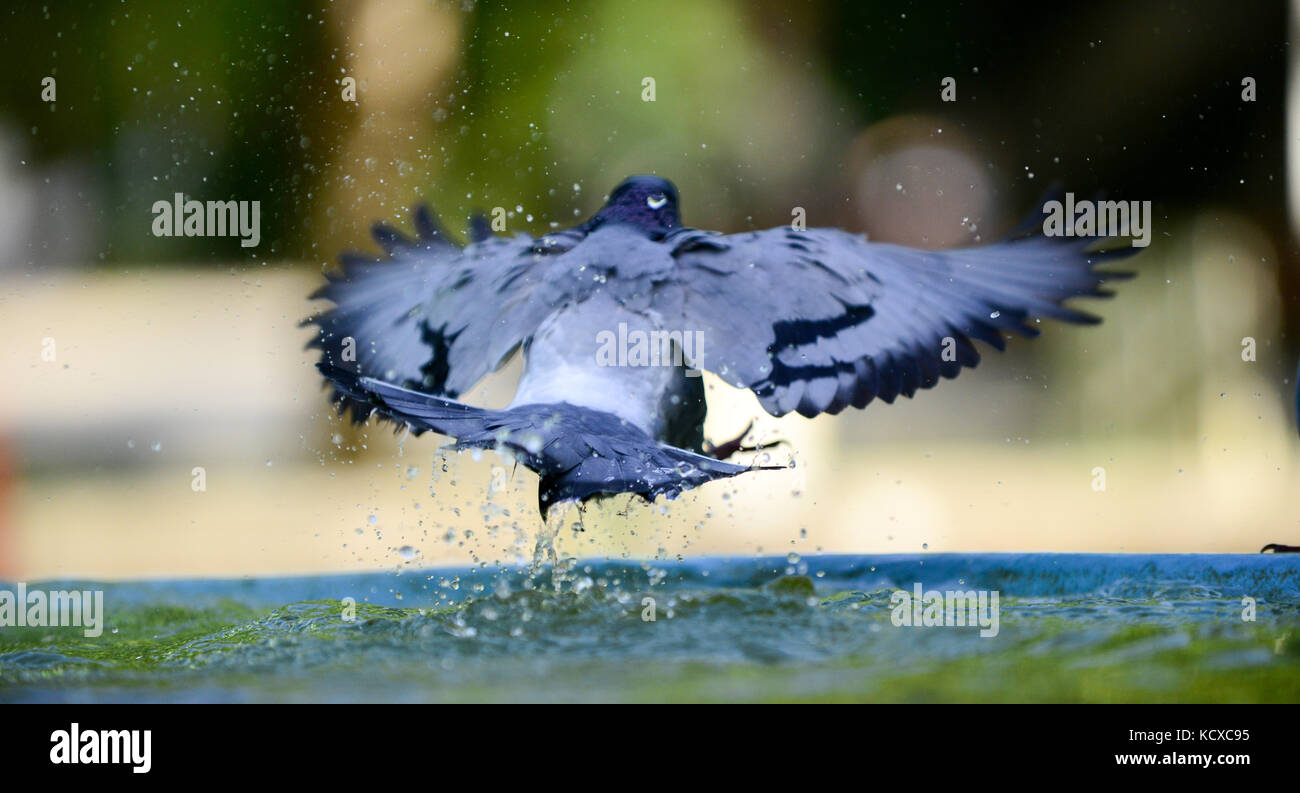 Pigeon refreshing on a water in the fountain, image of a Stock Photo ...