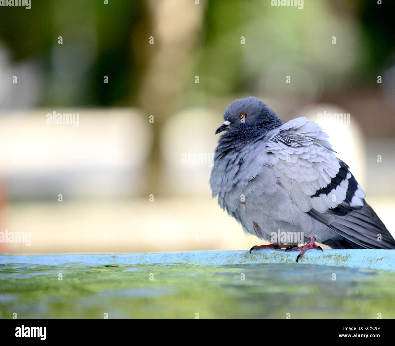 Pigeon drinking and playing water in the fountain, image of a Stock ...