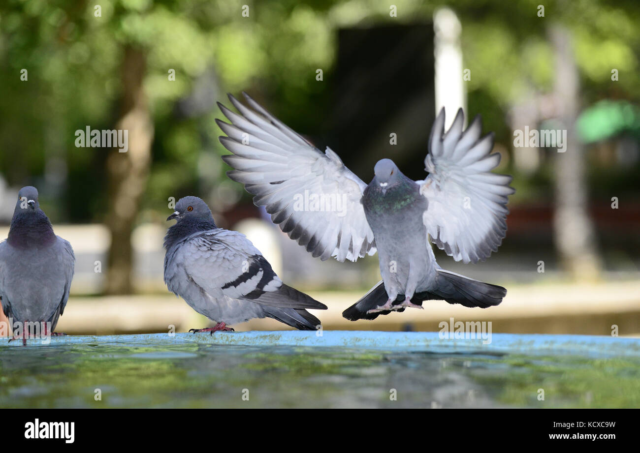 Pigeon drinking and playing water in the fountain, image of a Stock ...