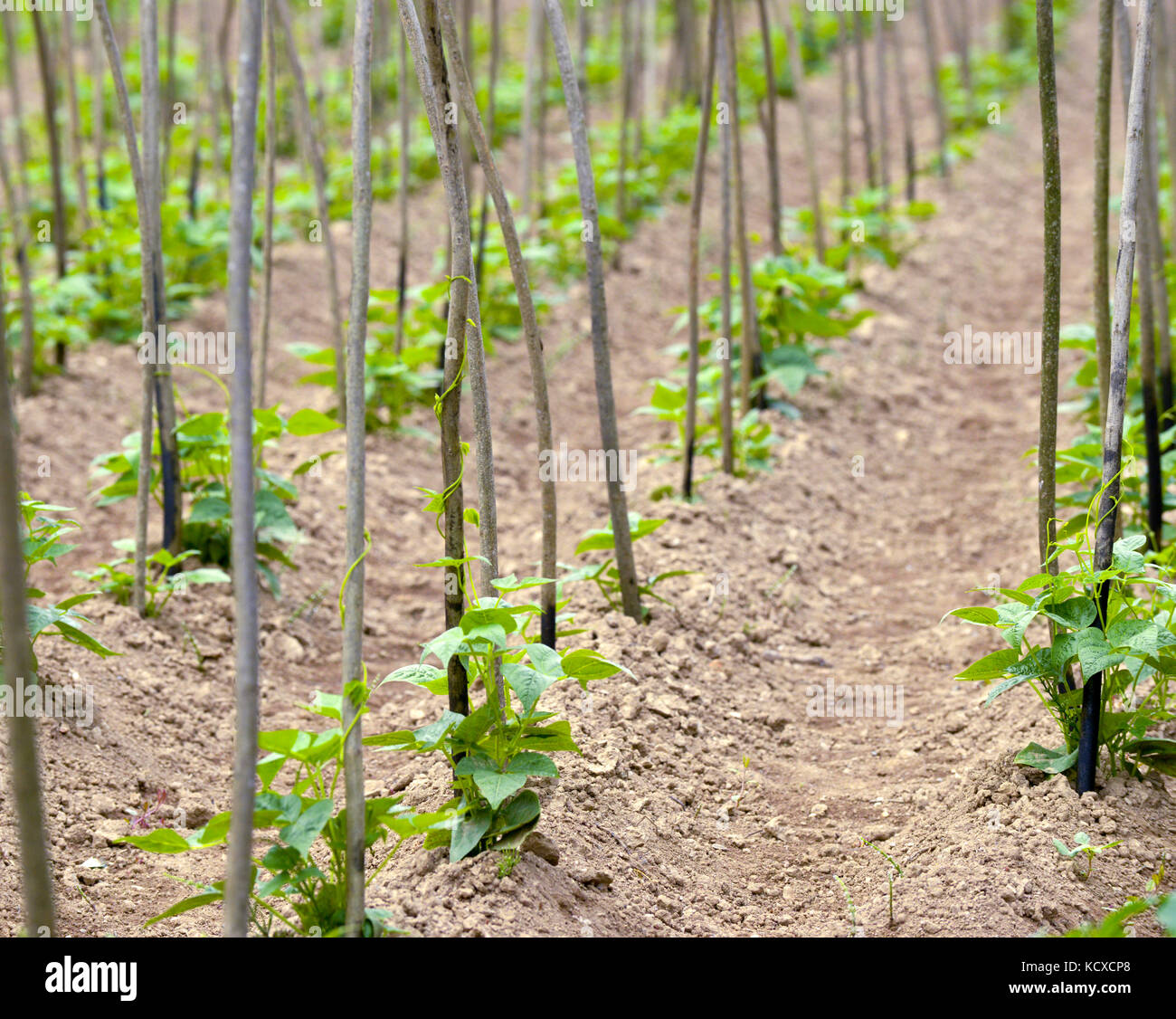 Kidney Bean Plant Garden Stock Photos & Kidney Bean Plant Garden Stock ...