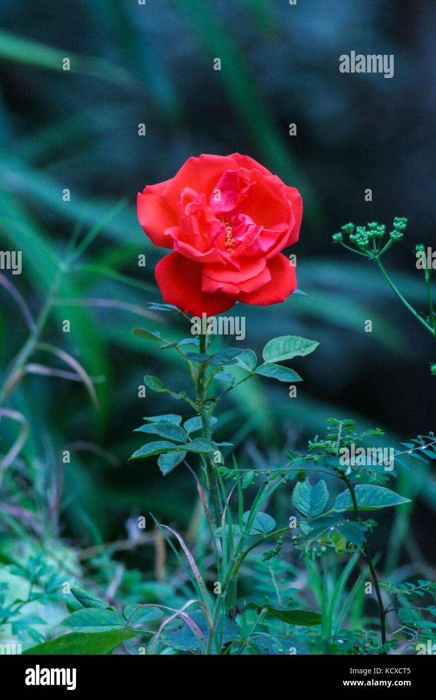 Autumn lea color hi-res stock photography and images - Alamy