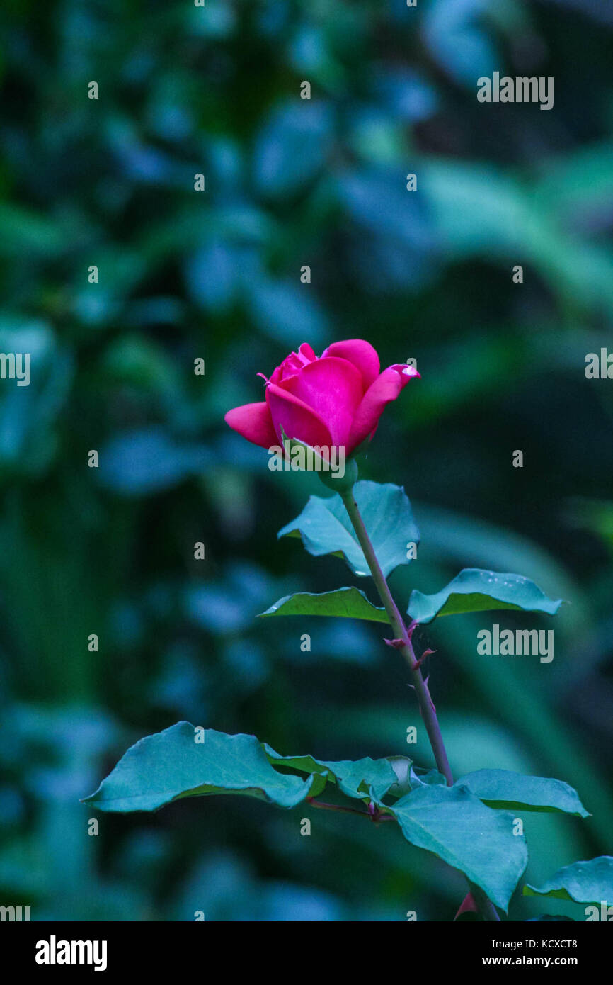 Autumn roses hi-res stock photography and images - Alamy