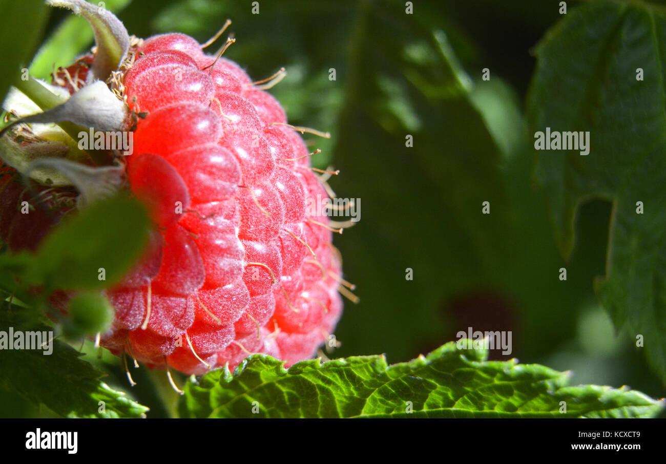 Raspberry seedling hi-res stock photography and images - Alamy
