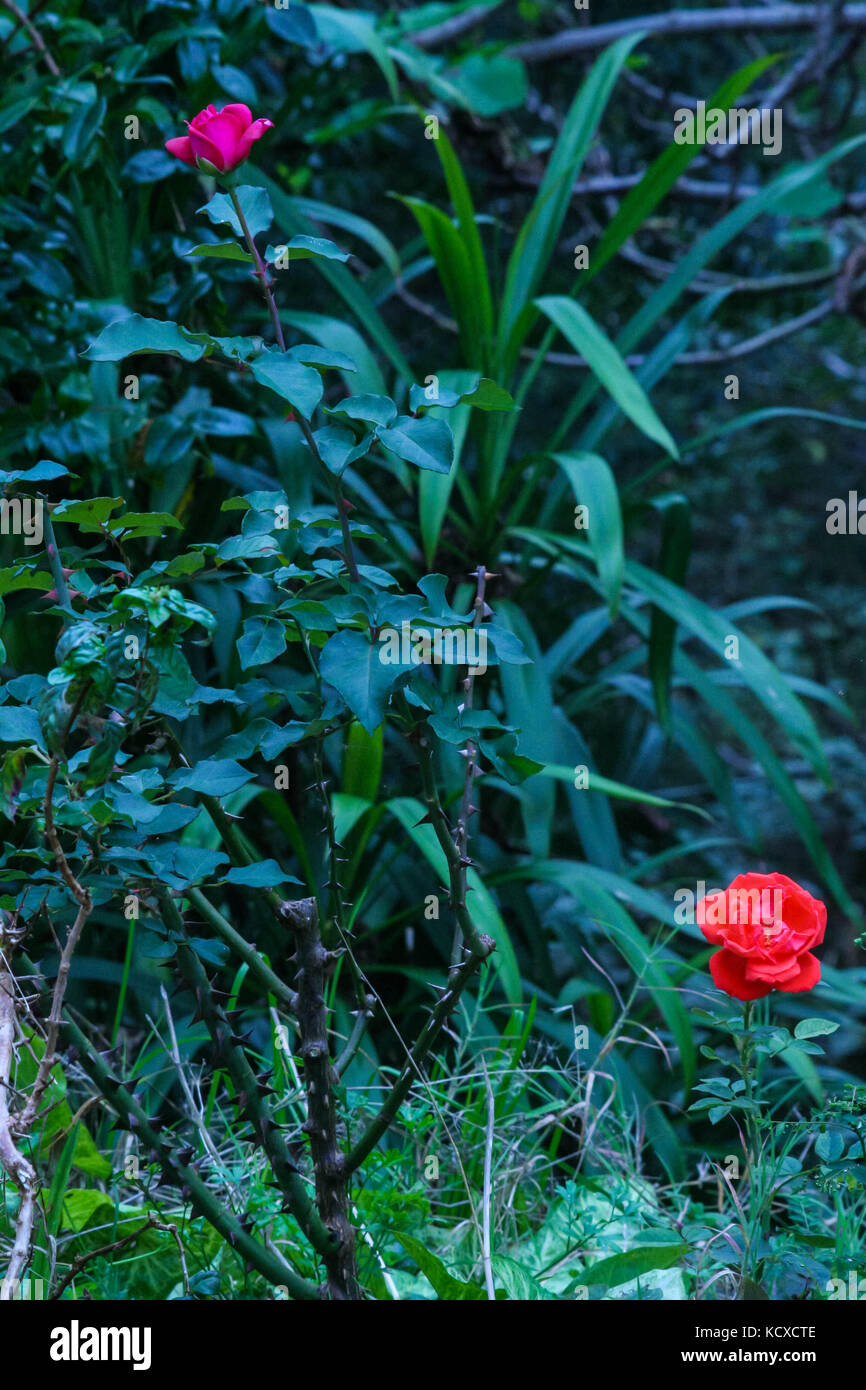 Autumn roses hi-res stock photography and images - Alamy