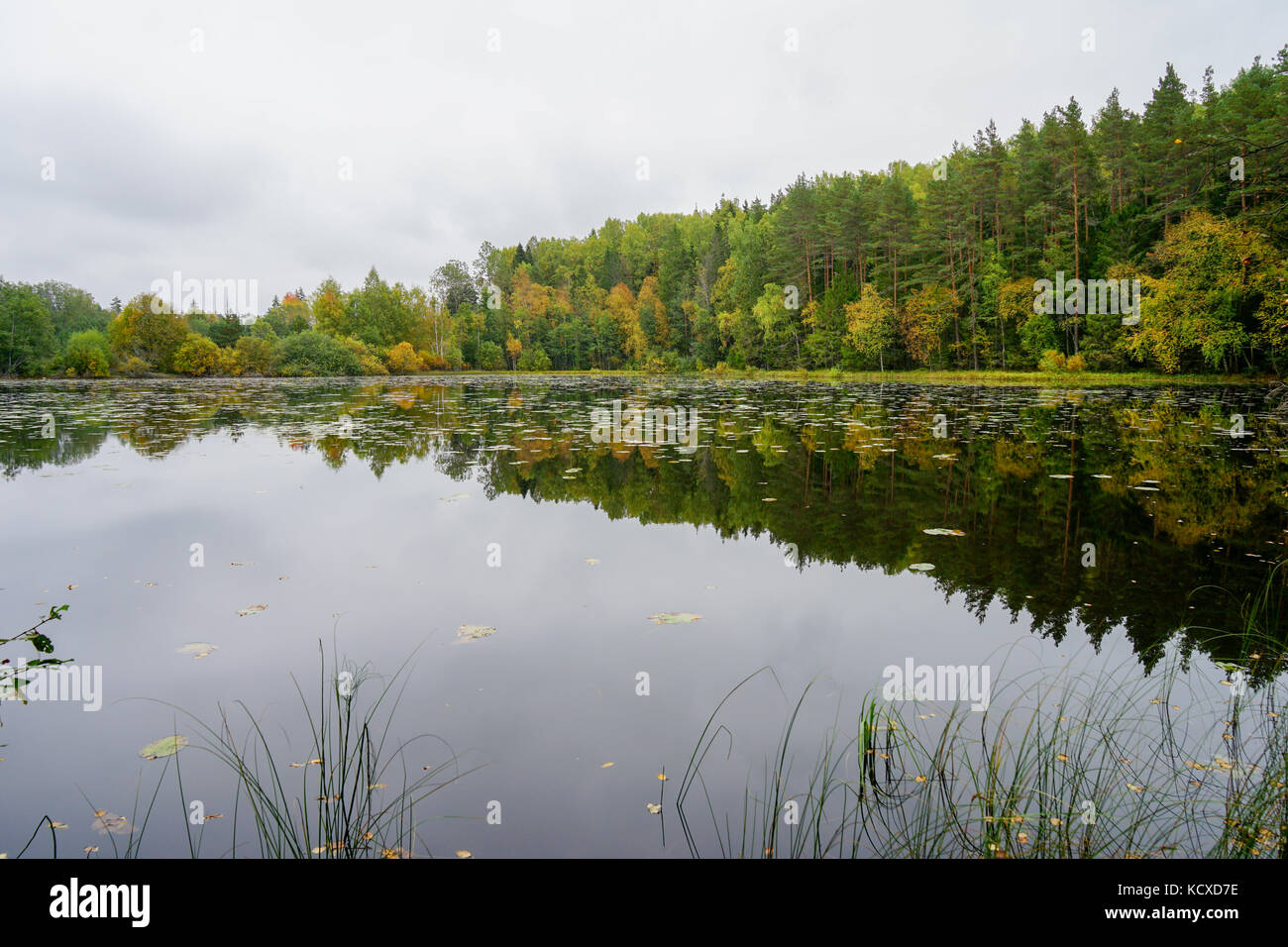 Beautiful autumn forest near the water Stock Photo - Alamy