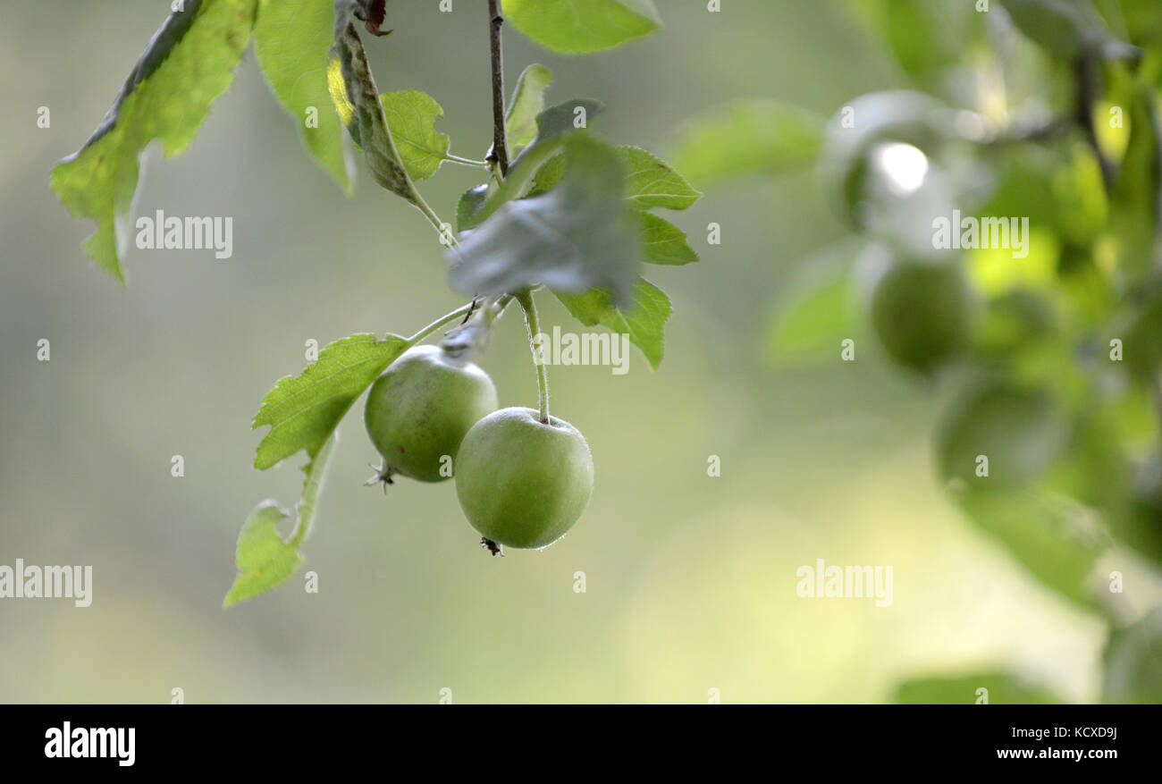 Unripe apples in the orchard,morning shot,mage of a Stock Photo - Alamy