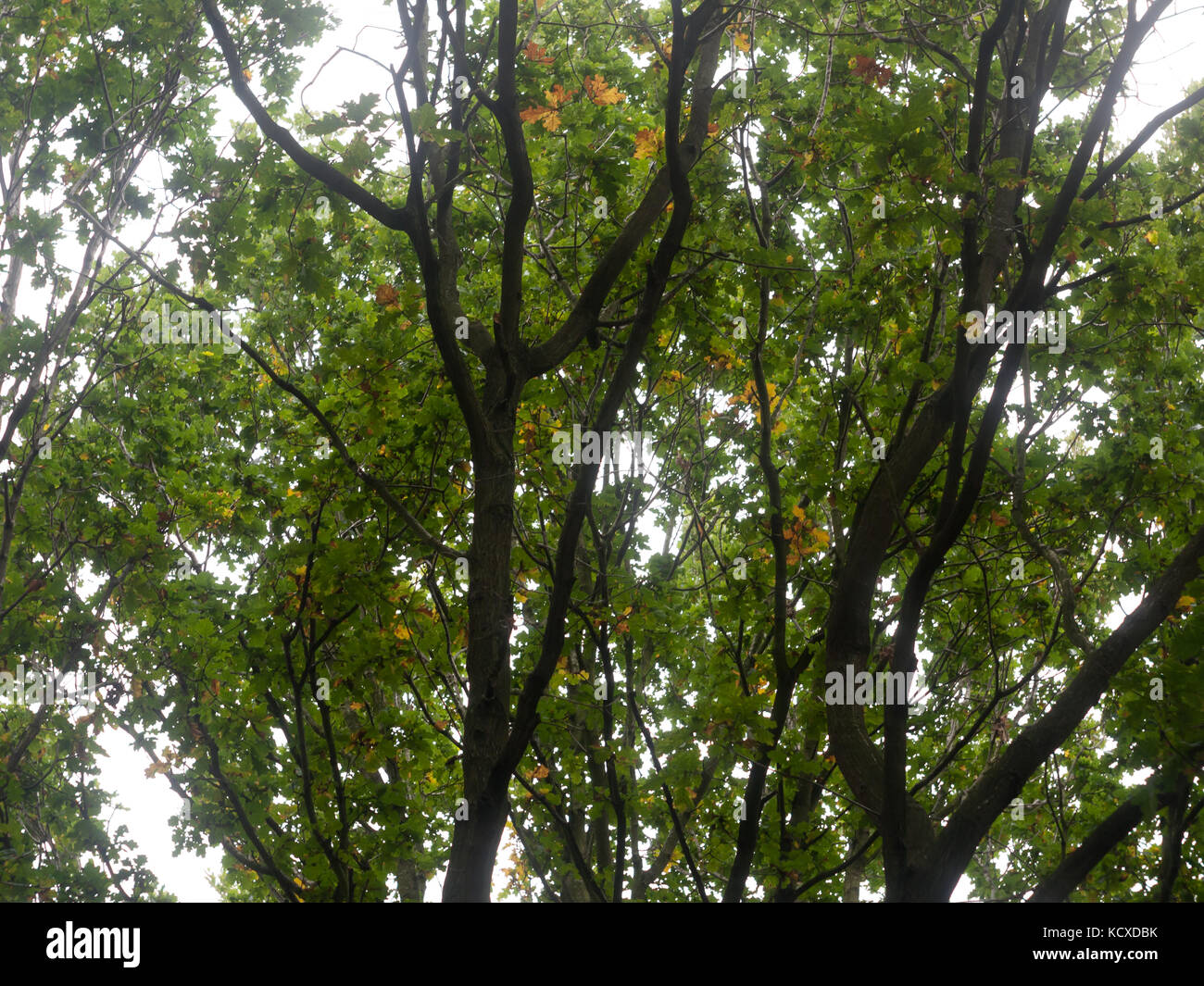 beautiful lush tree top scenery in autumn colours leaves fall outside ...