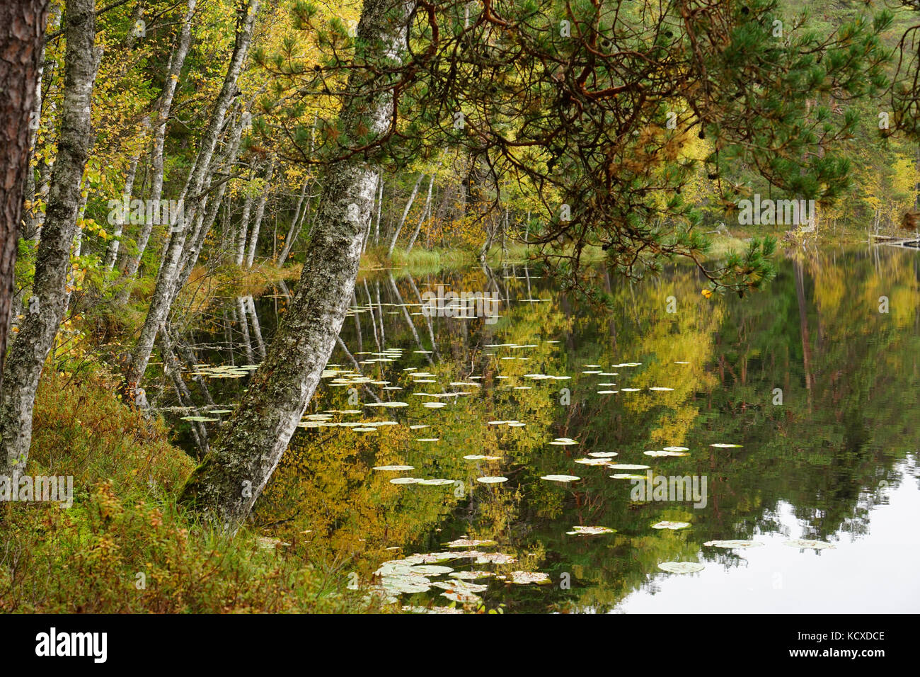 Beautiful autumn forest near the water Stock Photo - Alamy