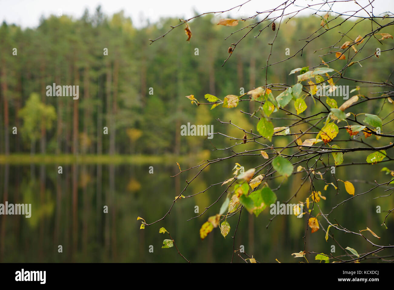 Beautiful autumn forest near the water Stock Photo - Alamy