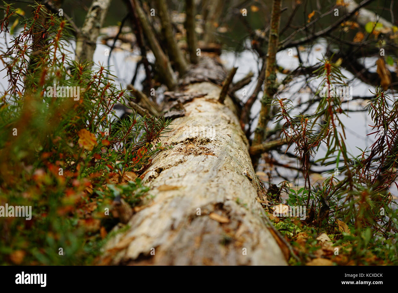 Beautiful autumn forest near the water Stock Photo - Alamy