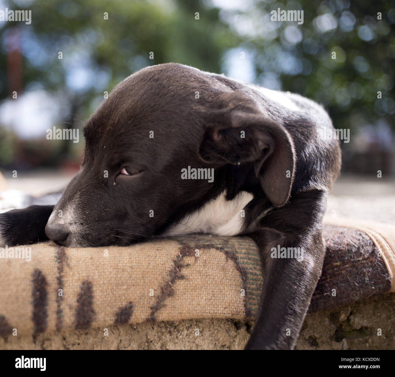 picture of a lazy looking puppy on a carpet outside Stock Photo - Alamy