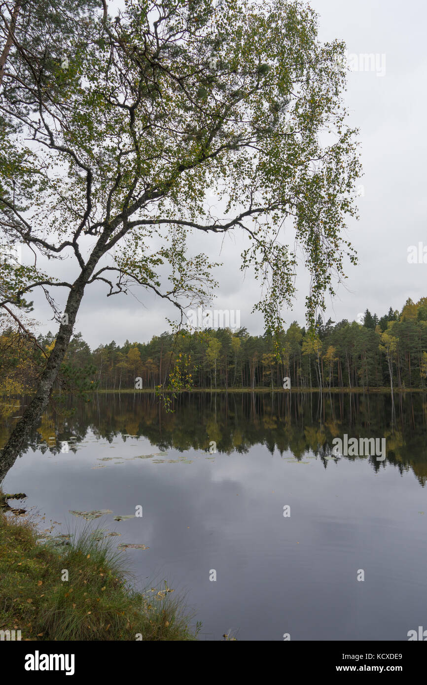 Beautiful autumn forest near the water Stock Photo - Alamy