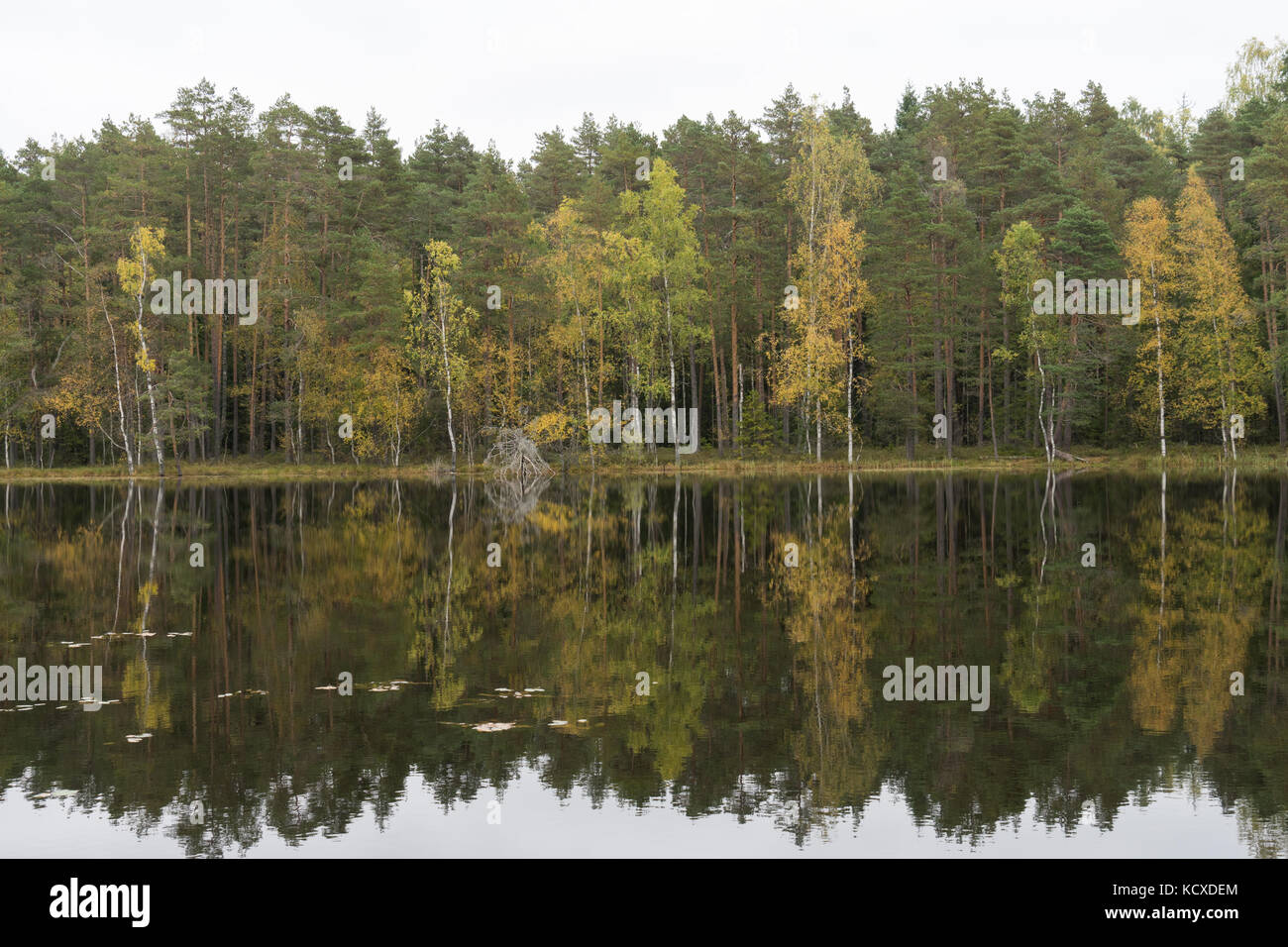 Beautiful autumn forest near the water Stock Photo - Alamy