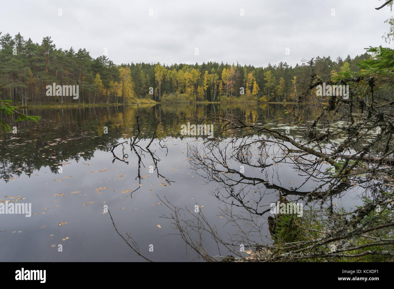 Beautiful autumn forest near the water Stock Photo - Alamy