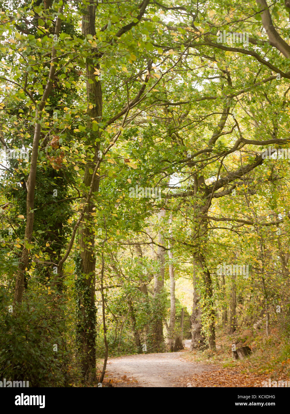 beautiful lush tree top scenery in autumn colours leaves fall outside ...