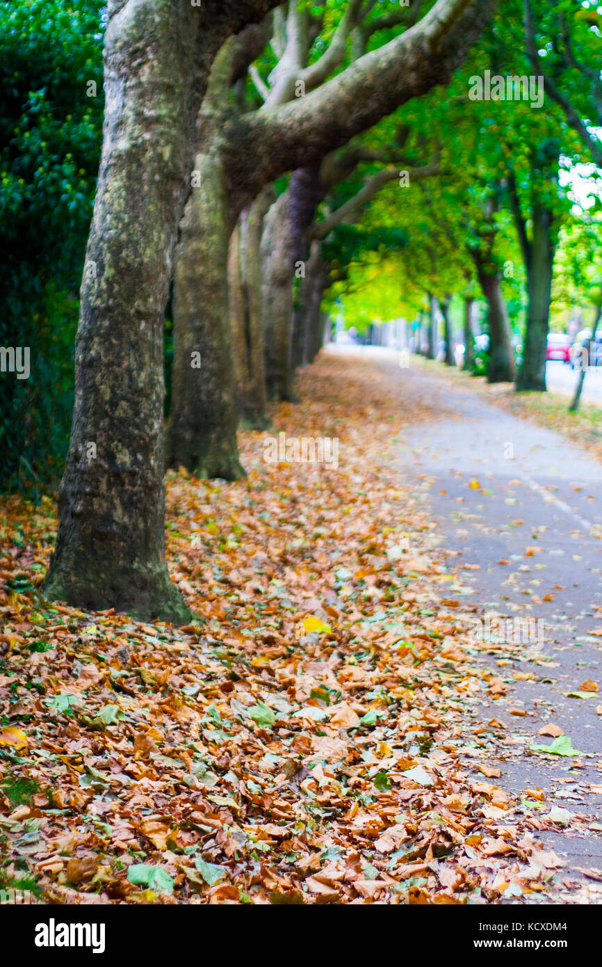 Griffith Avenue, Dublin 9, Ireland, Tree Lined street in Autumn with ...