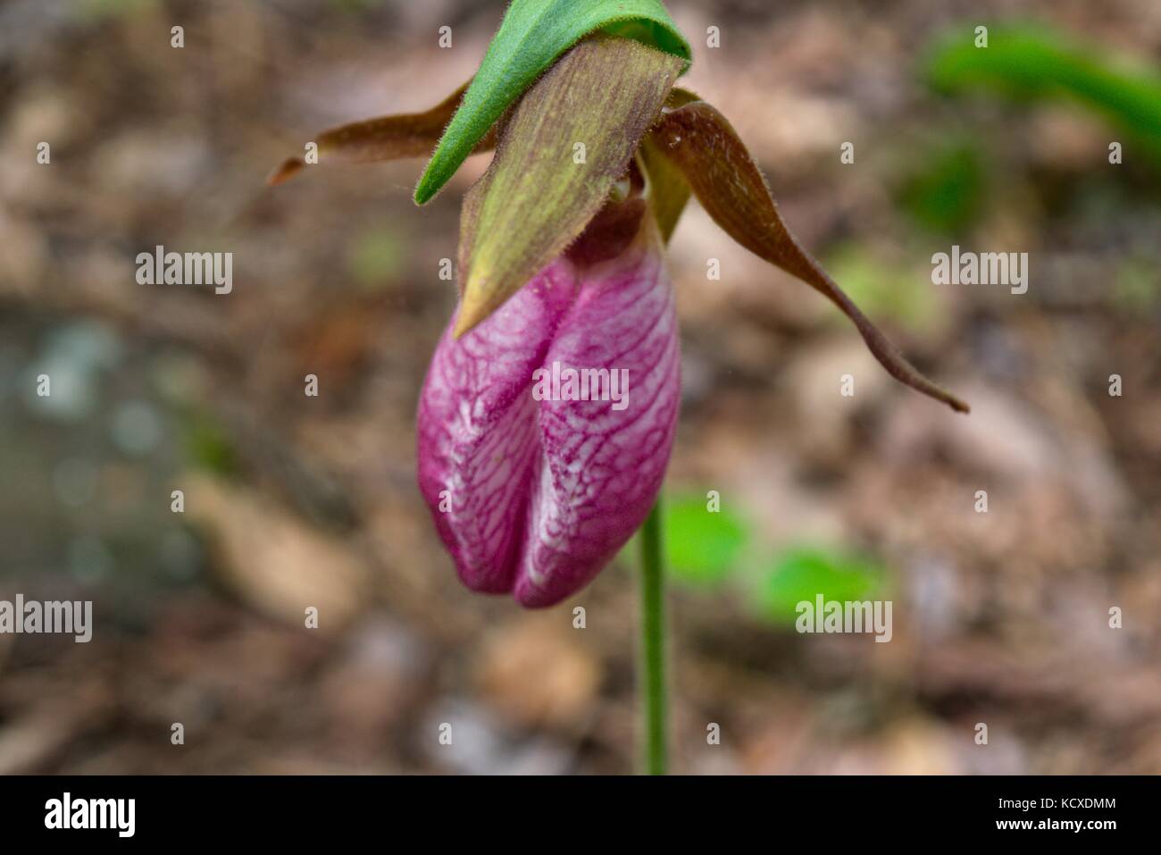 Rare flowers hi-res stock photography and images - Alamy