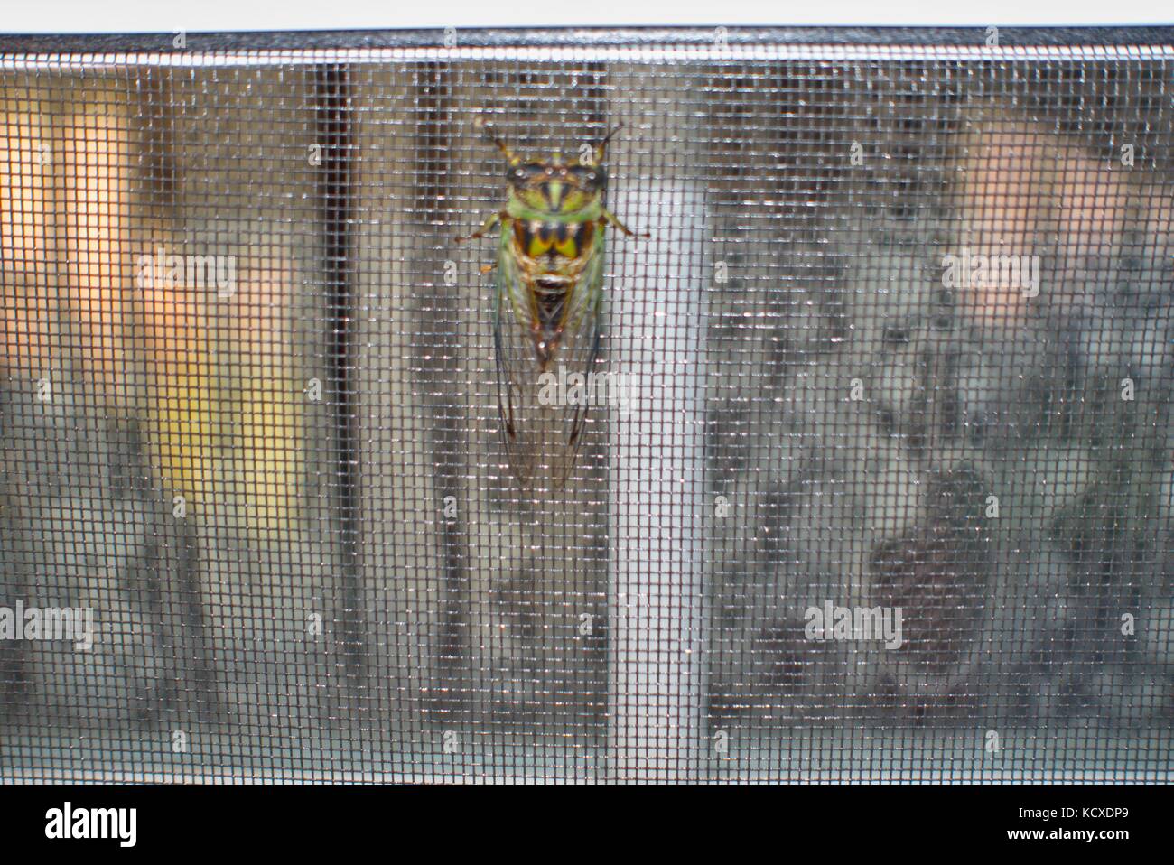 Green cicada on a screen porch in Pennsylvania Stock Photo - Alamy