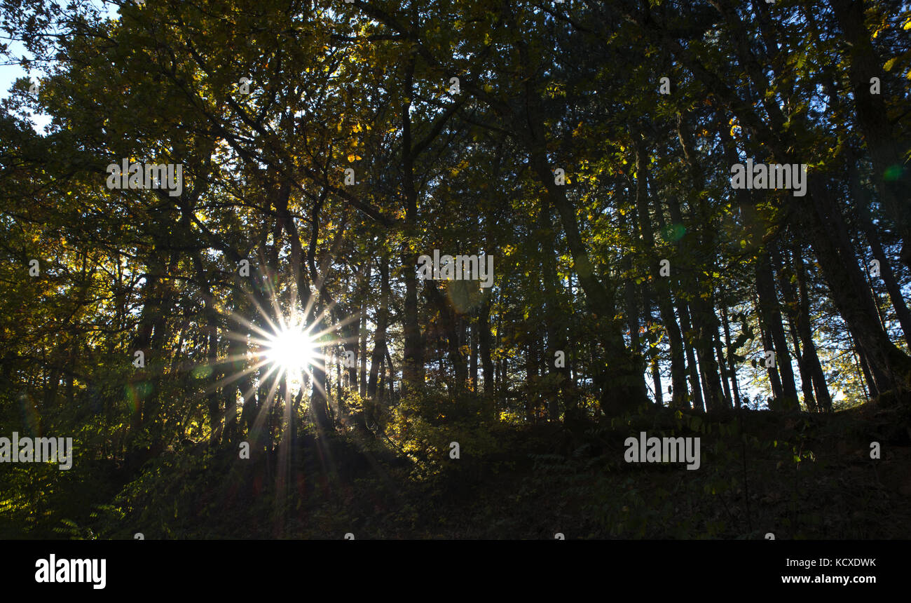Sun rays shining through trees ,nature background Stock Photo - Alamy