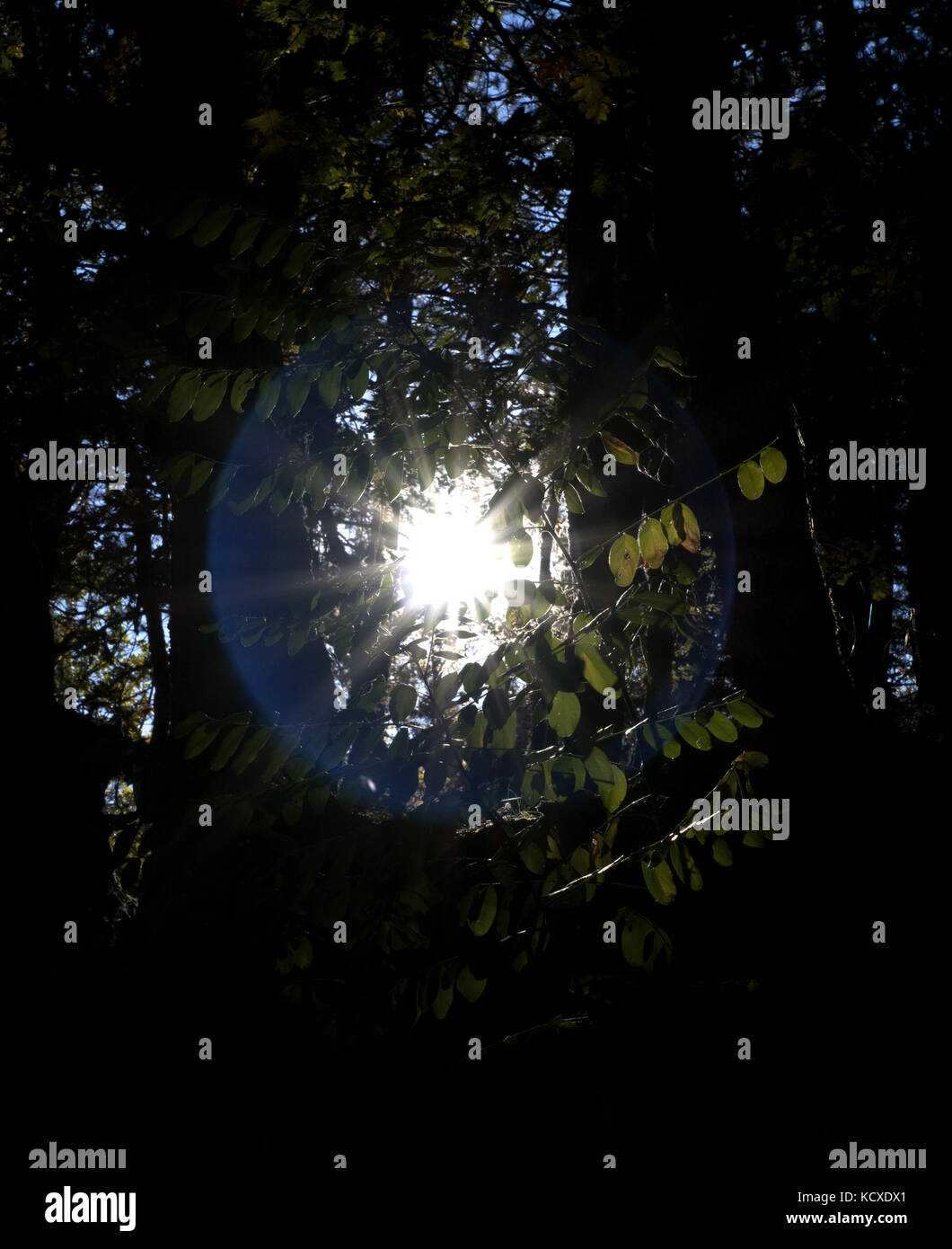 Sun rays shining through trees ,nature background Stock Photo - Alamy