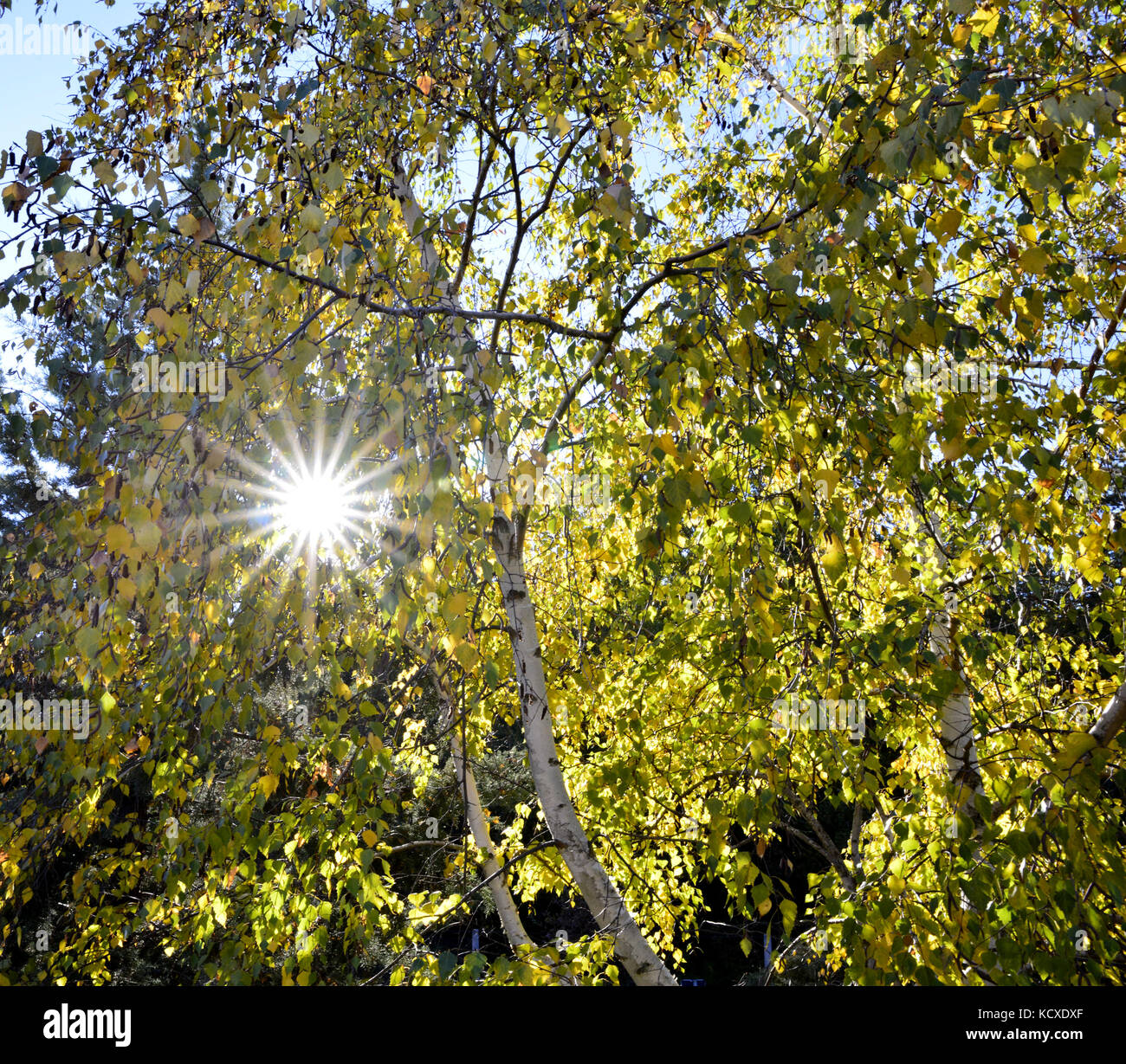 Sun rays shining through trees ,nature background Stock Photo - Alamy