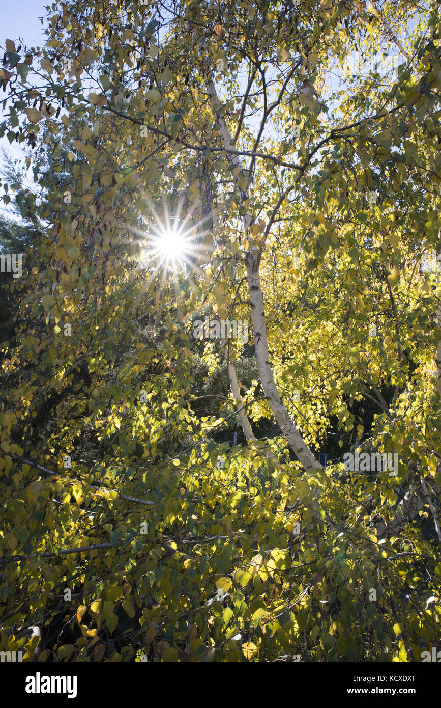 Sun rays shining through trees ,nature background Stock Photo - Alamy